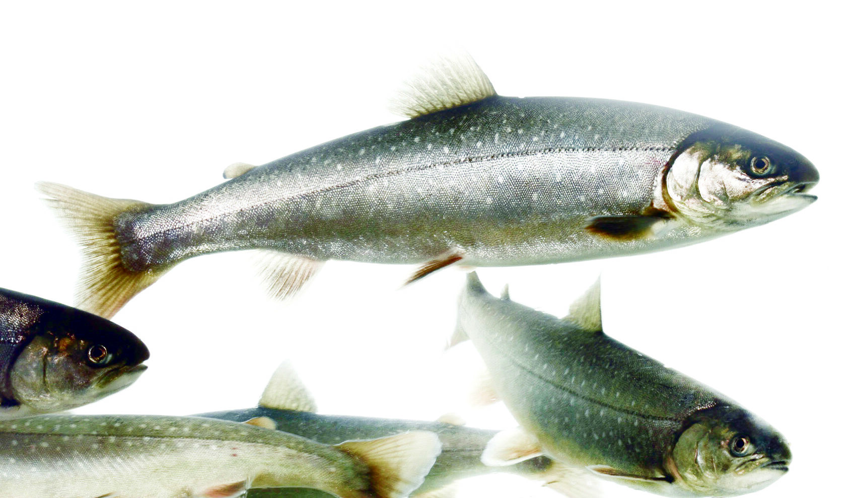 Ferskur fiskur vikum saman með þurrmeyrnun - Matís