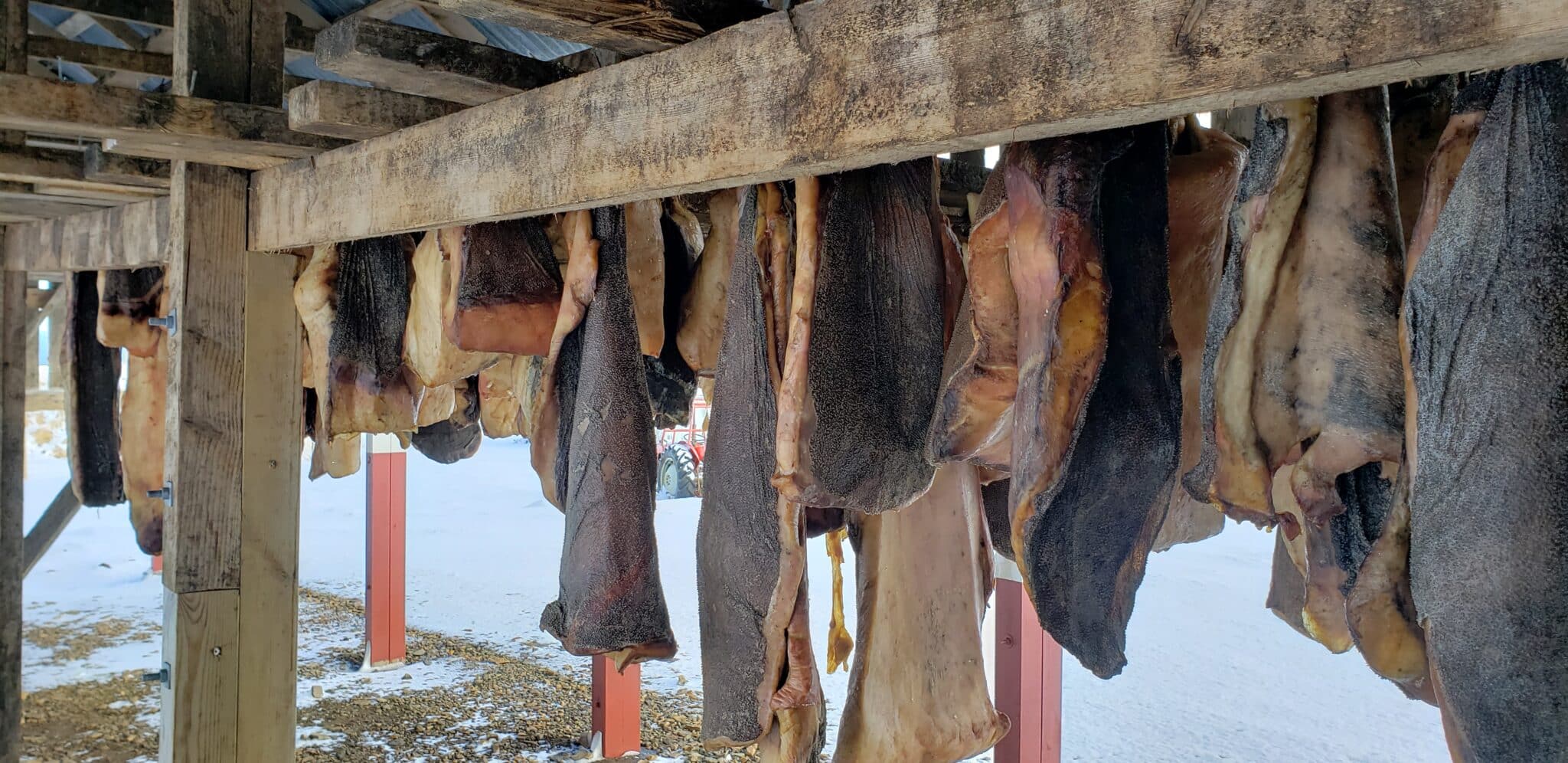 Verkaður hákarl - þjóðarréttur Íslendinga? - Matís